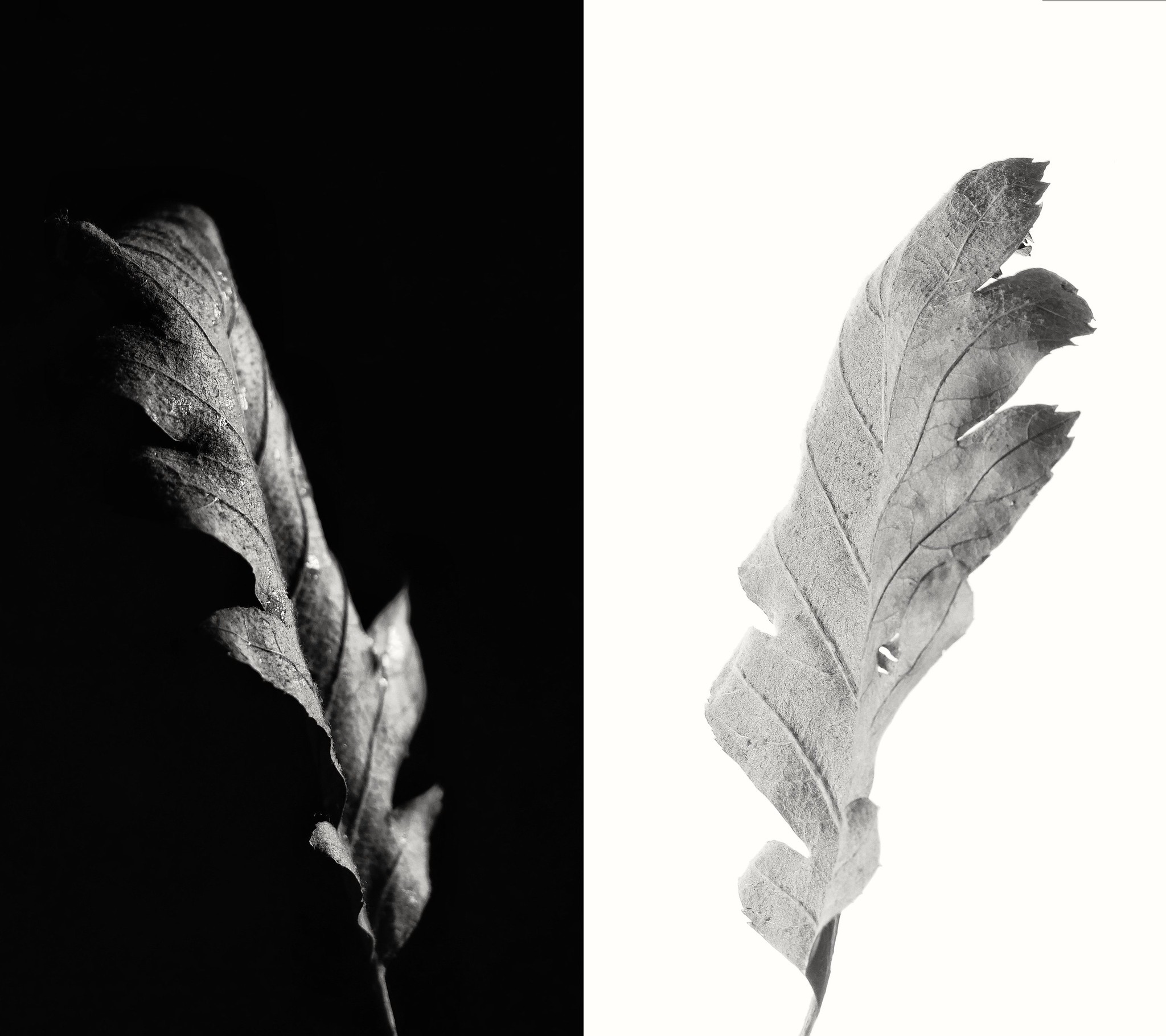 What is Hi Key on Instax and When Should I use It? | The Photography ...